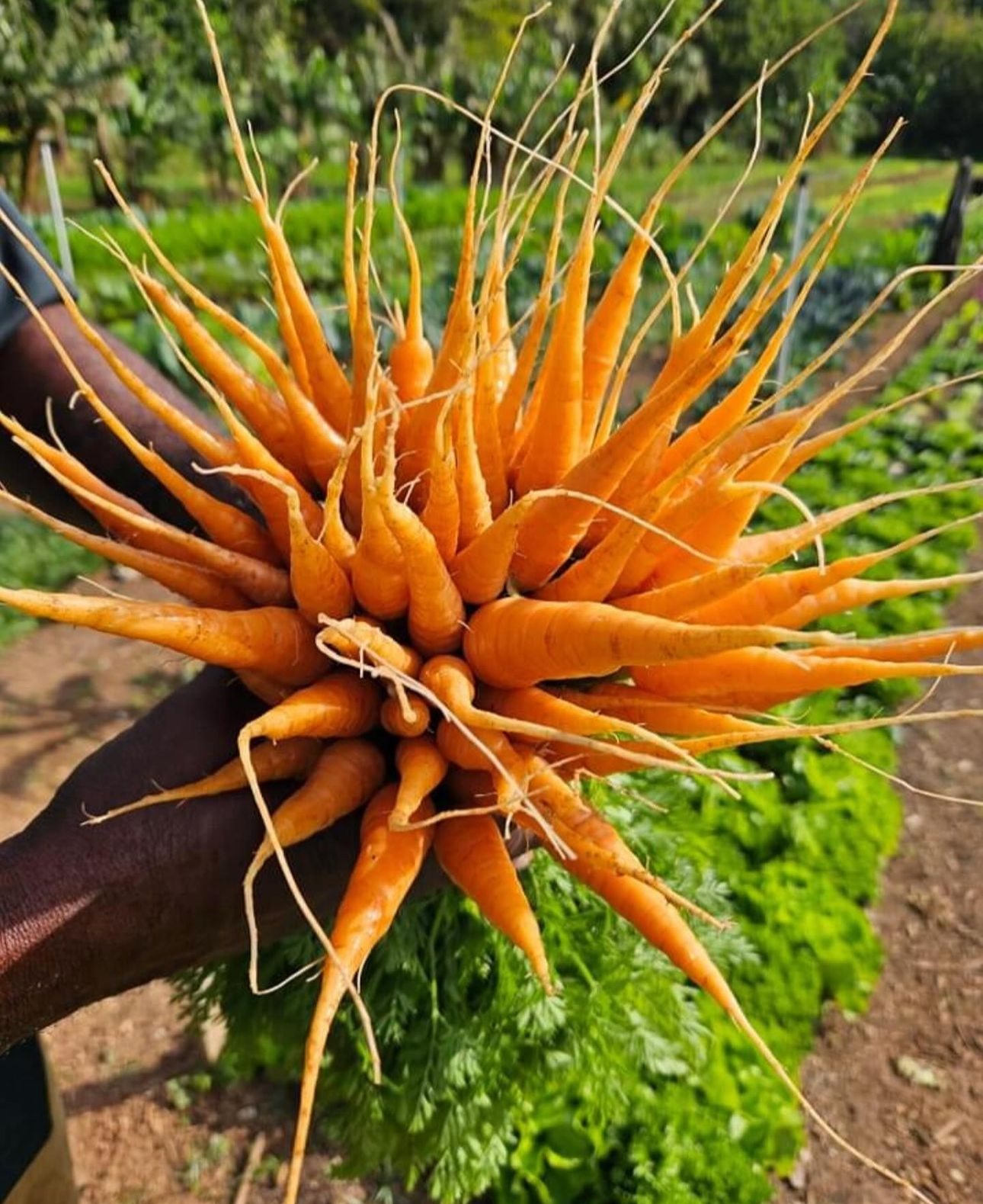 Food Forest